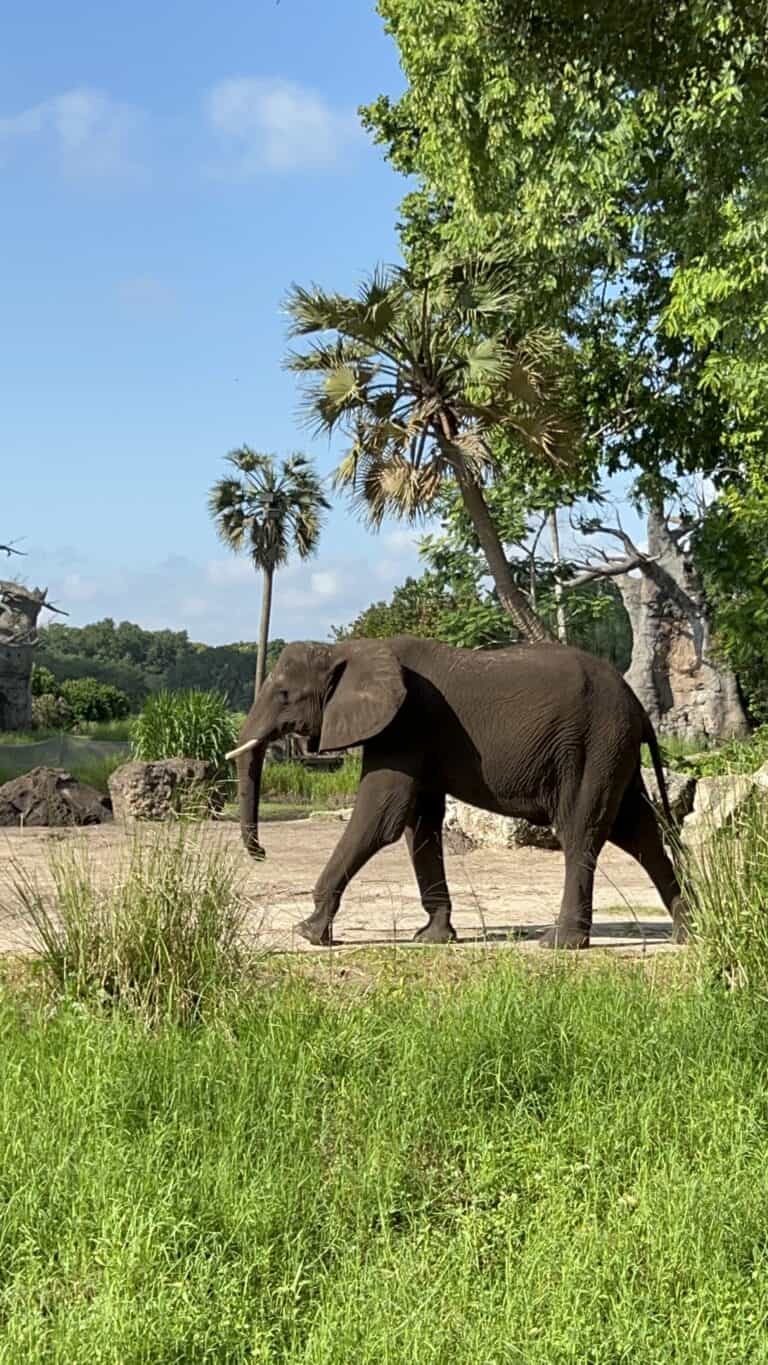 Caring for Giants in Disney’s Animal Kingdom – Dixie Delights