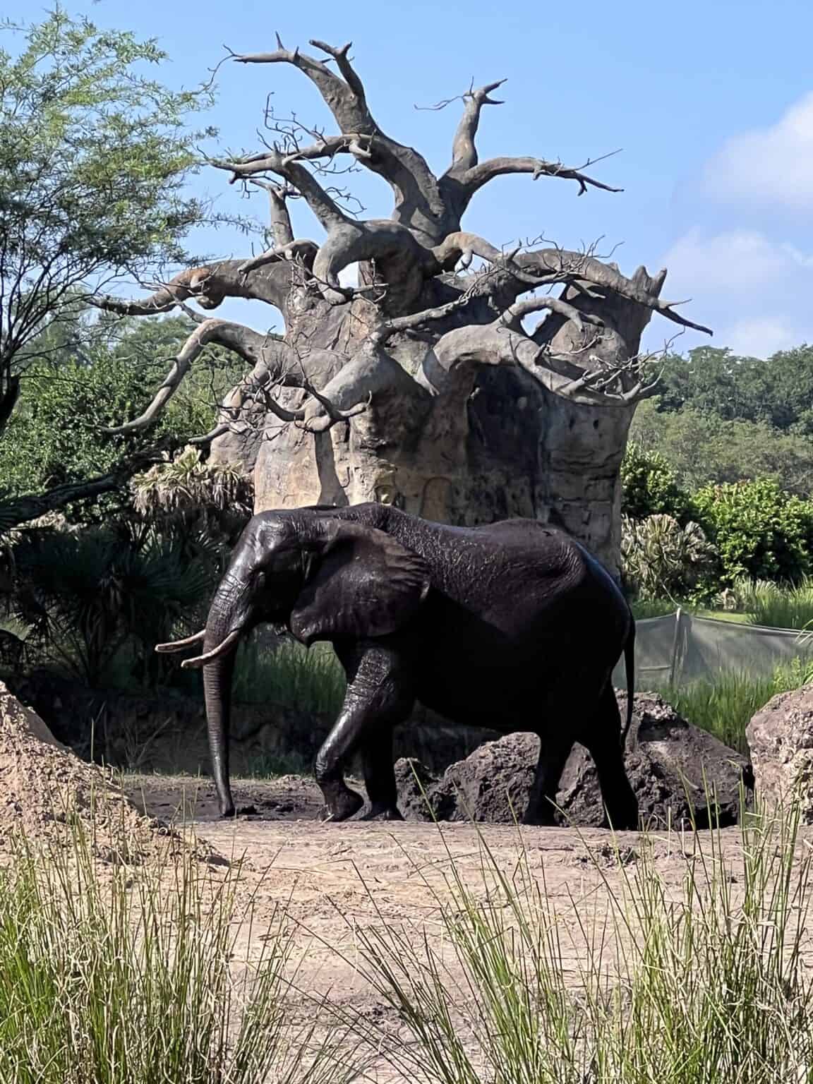 Caring for Giants in Disney’s Animal Kingdom – Dixie Delights