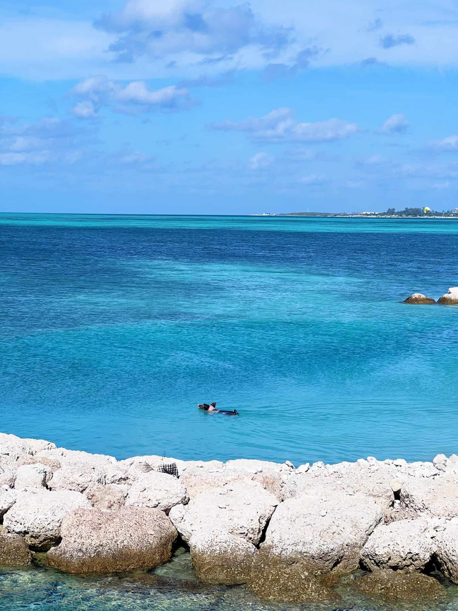 Royal Caribbean {Perfect Day at Coco Cay & Swimming with Pigs Adventure ...