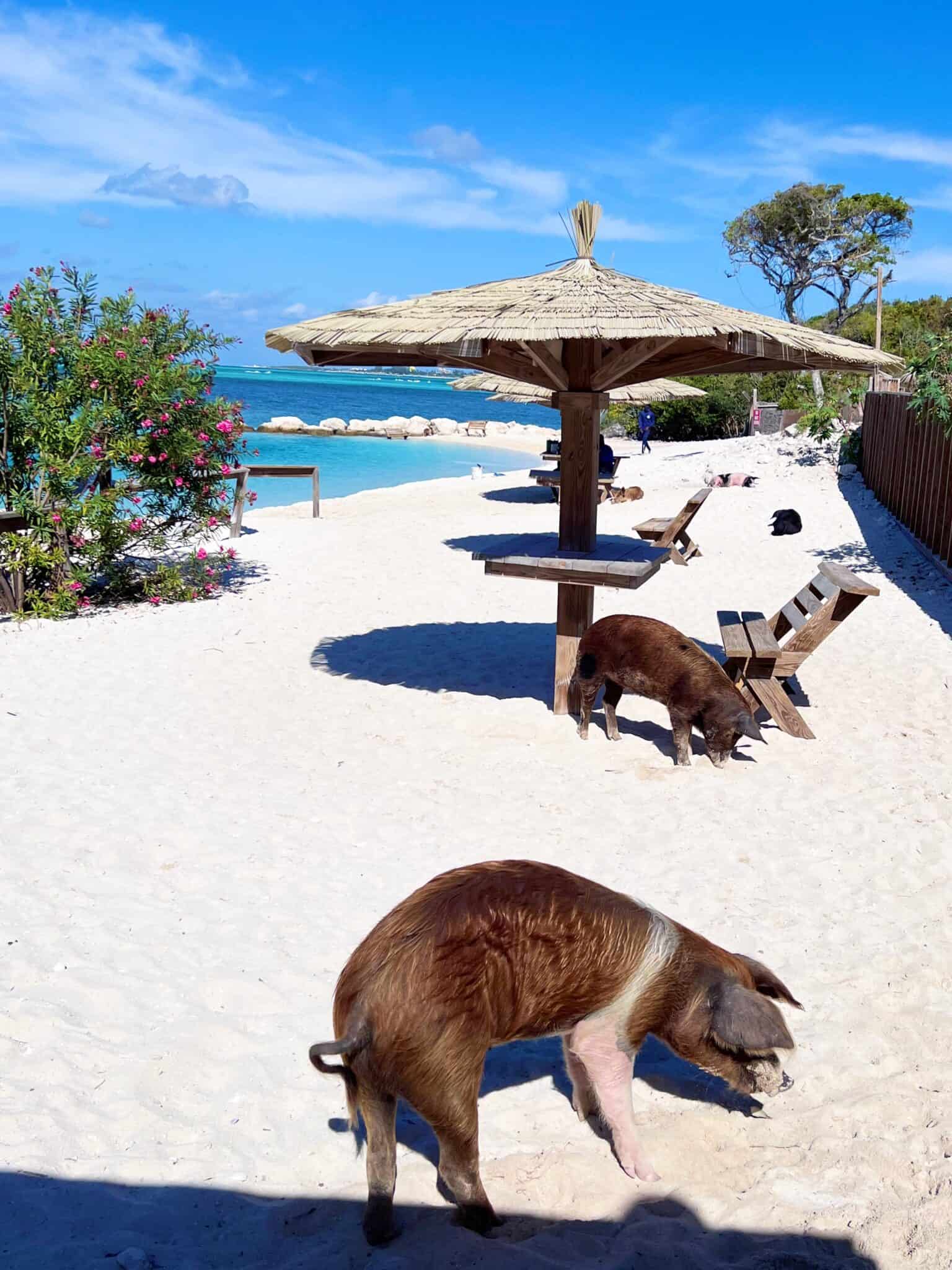 Royal Caribbean {Perfect Day at Coco Cay & Swimming with Pigs Adventure ...