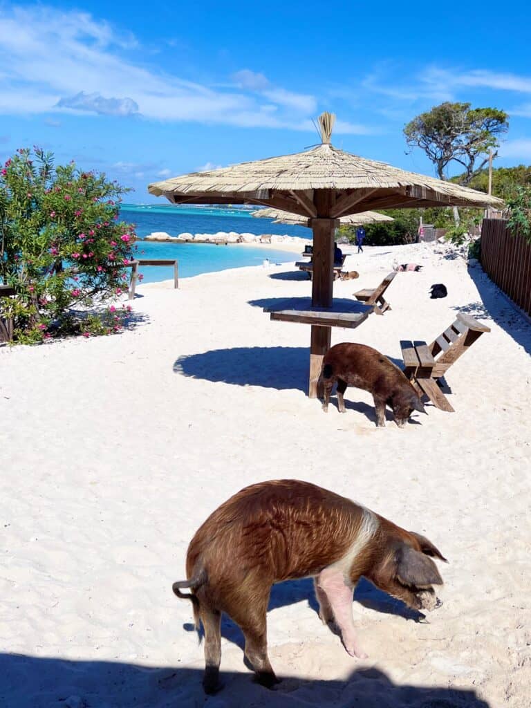 Royal Caribbean {Perfect Day at Coco Cay & Swimming with Pigs Adventure ...